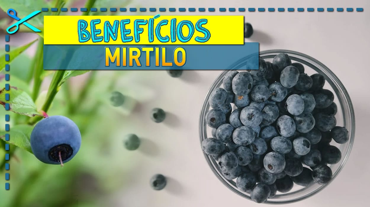 Benefícios do Mirtilo – Origem, Vitaminas e Receitas - Cupom Mestre
