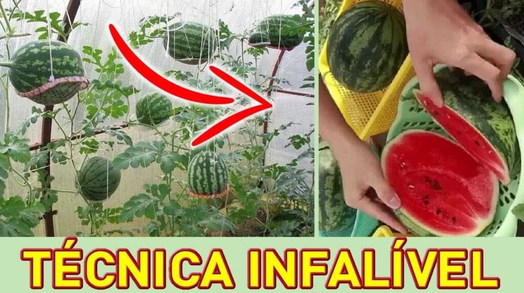 Como Plantar Melancia no Vaso em Casa Passo a Passo - Cupom Mestre